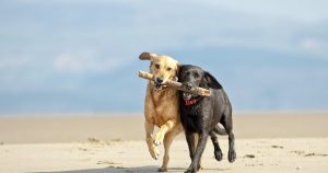 Plans for new Moruya animal shelter on display as work on new glider ...