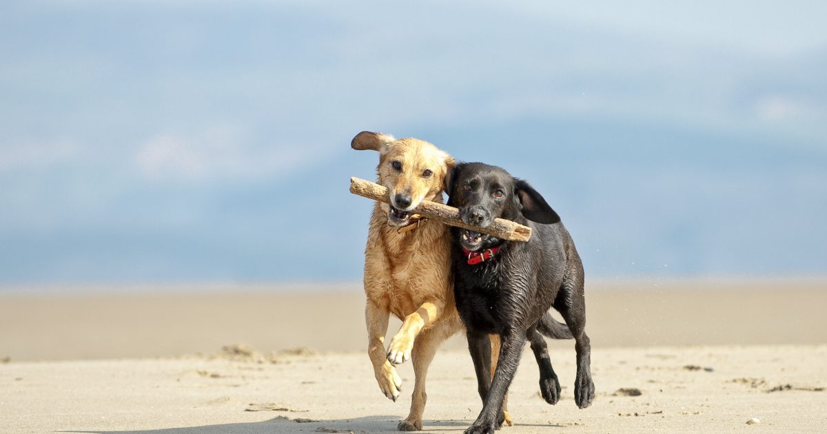 Plans for new Moruya animal shelter on display as work on new glider ...